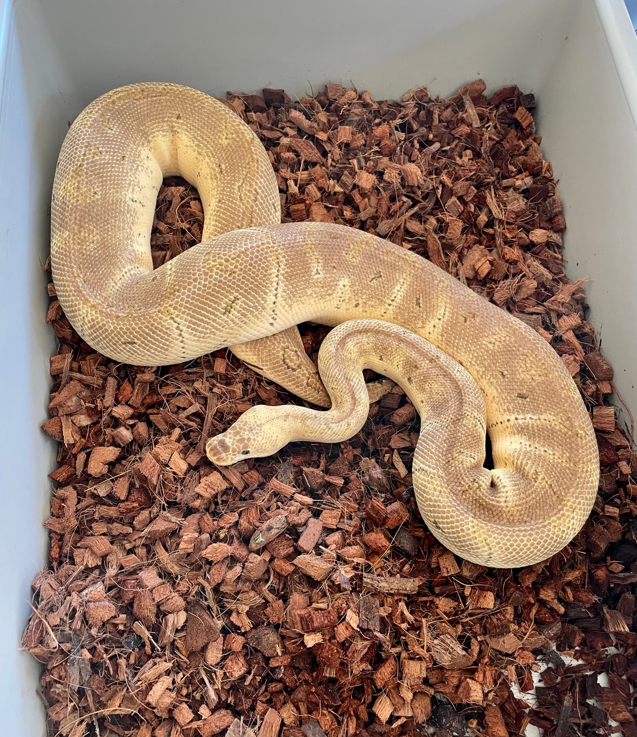 Pastel Pinstripe Clown Ball Python by Ball Brilliance - MorphMarket