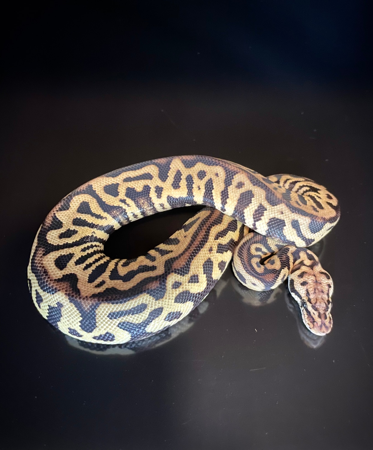 Pastel Leopard Spotnose Het Clown Het Tsk Axanthic Ball Python by Ball ...