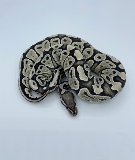 Hypo Axanthic Tsk Ball Python by Ball Brilliance
