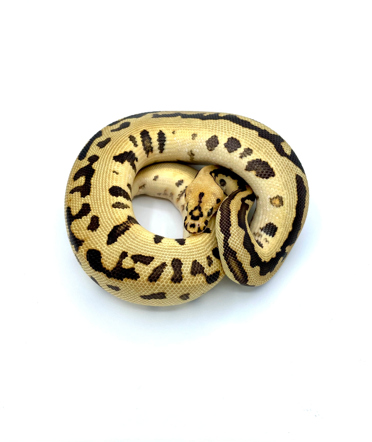 Fire Batman Ball Python by Ball Brilliance - MorphMarket