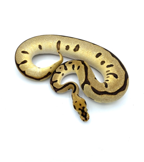 Enchi Batman Ball Python by Ball Brilliance