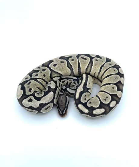 Hypo Axanthic Tsk Ball Python by Ball Brilliance