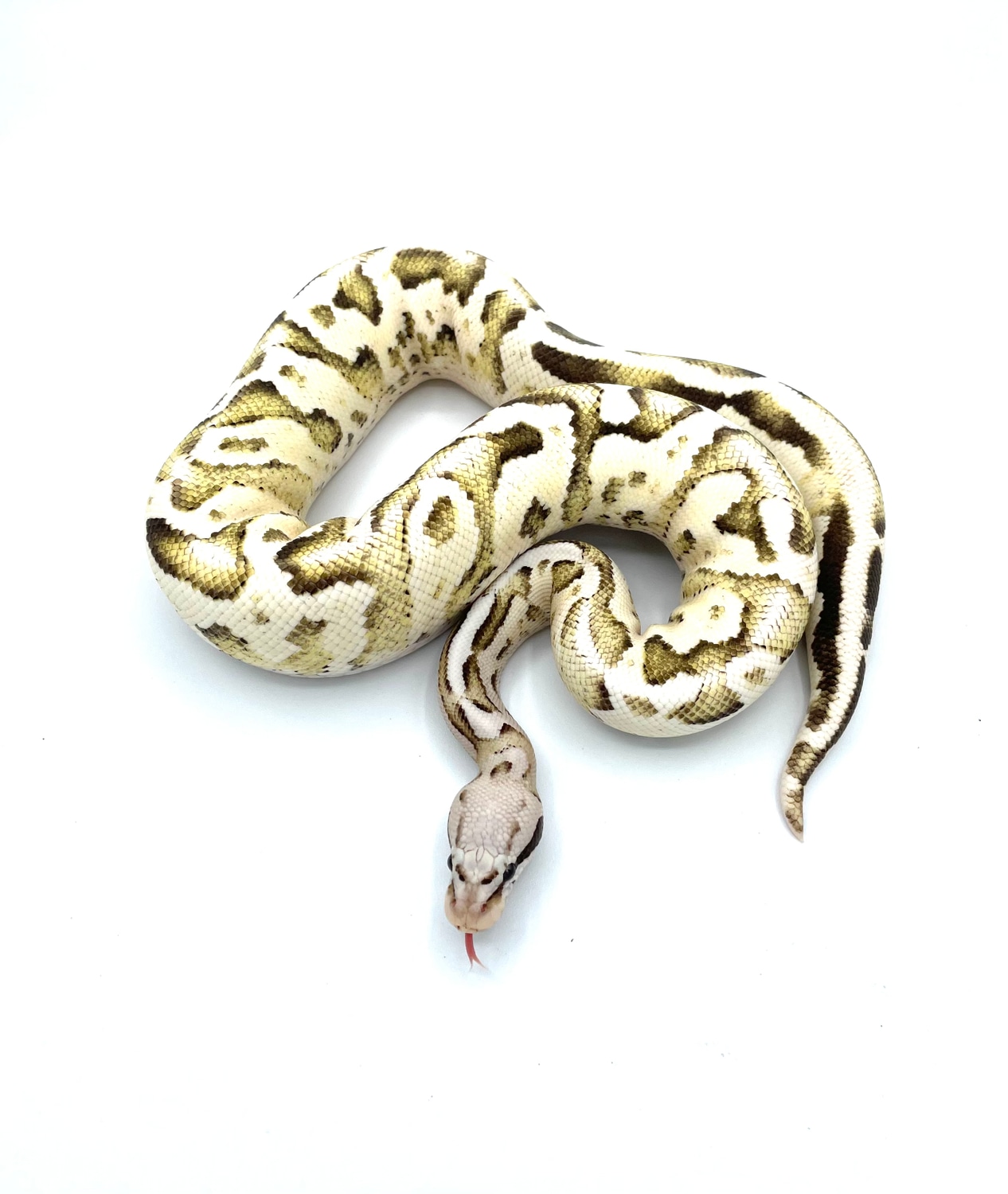 Vanilla Scream Axanthic Tsk Ball Python by Ball Brilliance - MorphMarket