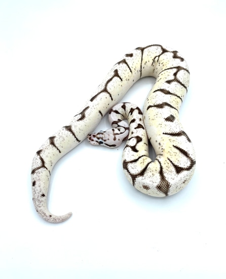 Fire Bee Axanthic Tsk Ball Python by Ball Brilliance
