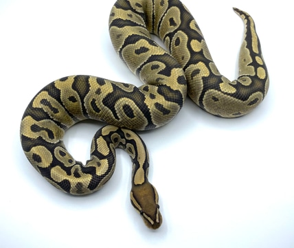 Vanilla Scream Axanthic Tsk Ball Python by Ball Brilliance - MorphMarket