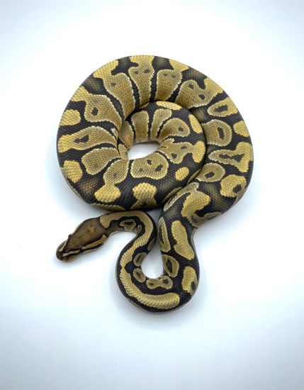 Hypo Het Tsk Axanthic Het Desert Ghost Ball Python by Ball Brilliance
