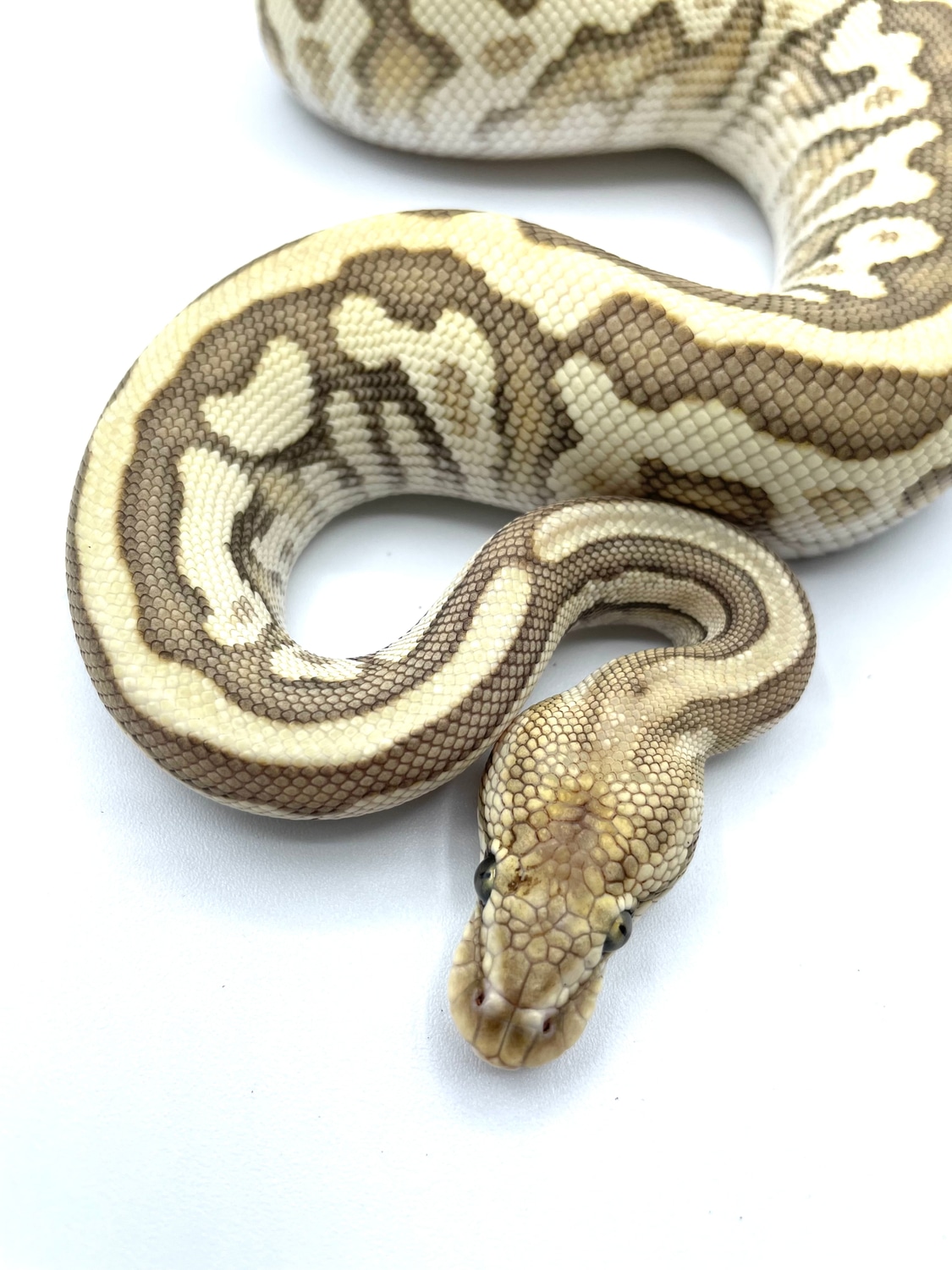 Butter Cypress Spotnose Het Clown Ball Python by Ball Brilliance ...