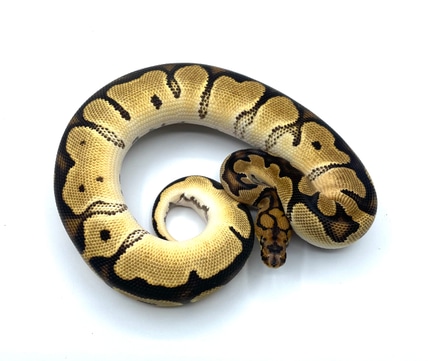 Spotnose Axanthic Tsk Clown Ball Python by Ball Brilliance - MorphMarket