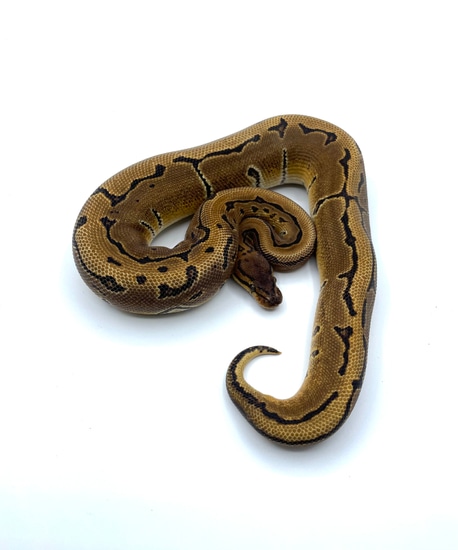 Pinstripe 66% Het Sunset Ball Python by Ball Brilliance