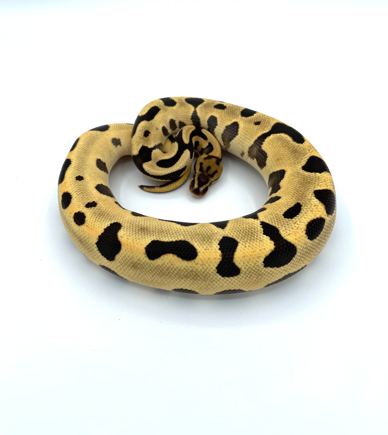 Fire Orange Dream Leopard Het Clown Ball Python by Ball Brilliance ...