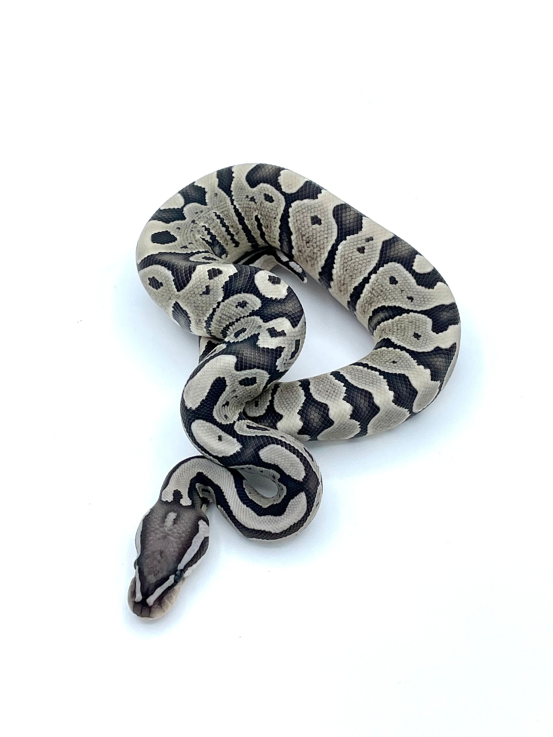 Hypo Axanthic Tsk Ball Python by Ball Brilliance - MorphMarket