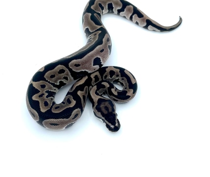 Vanilla Scream Axanthic Tsk Ball Python by Ball Brilliance - MorphMarket