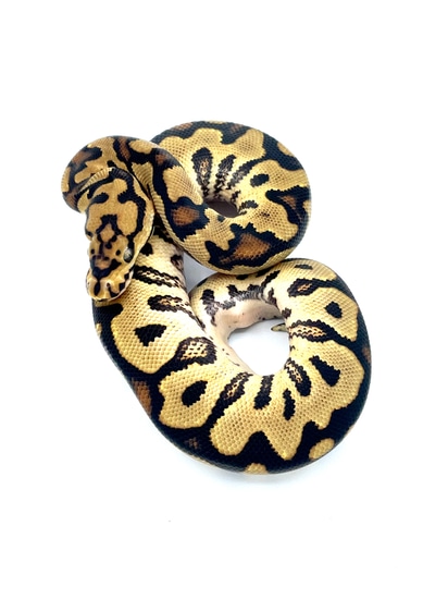 Orange Dream Spotnose Clown Ball Python by Ball Brilliance