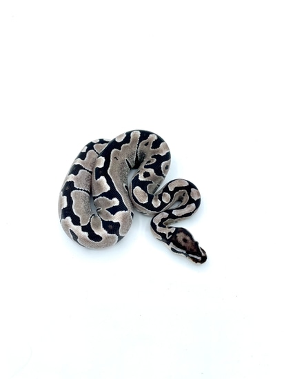Vanilla Axanthic Tsk Het Hypo Ball Python by Ball Brilliance