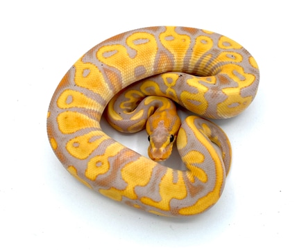 Super Pastel Fire Clown Het Axanthic Tsk Ball Python by Ball Brilliance ...