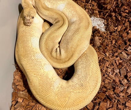 Vanilla Scream Axanthic Tsk Ball Python by Ball Brilliance - MorphMarket