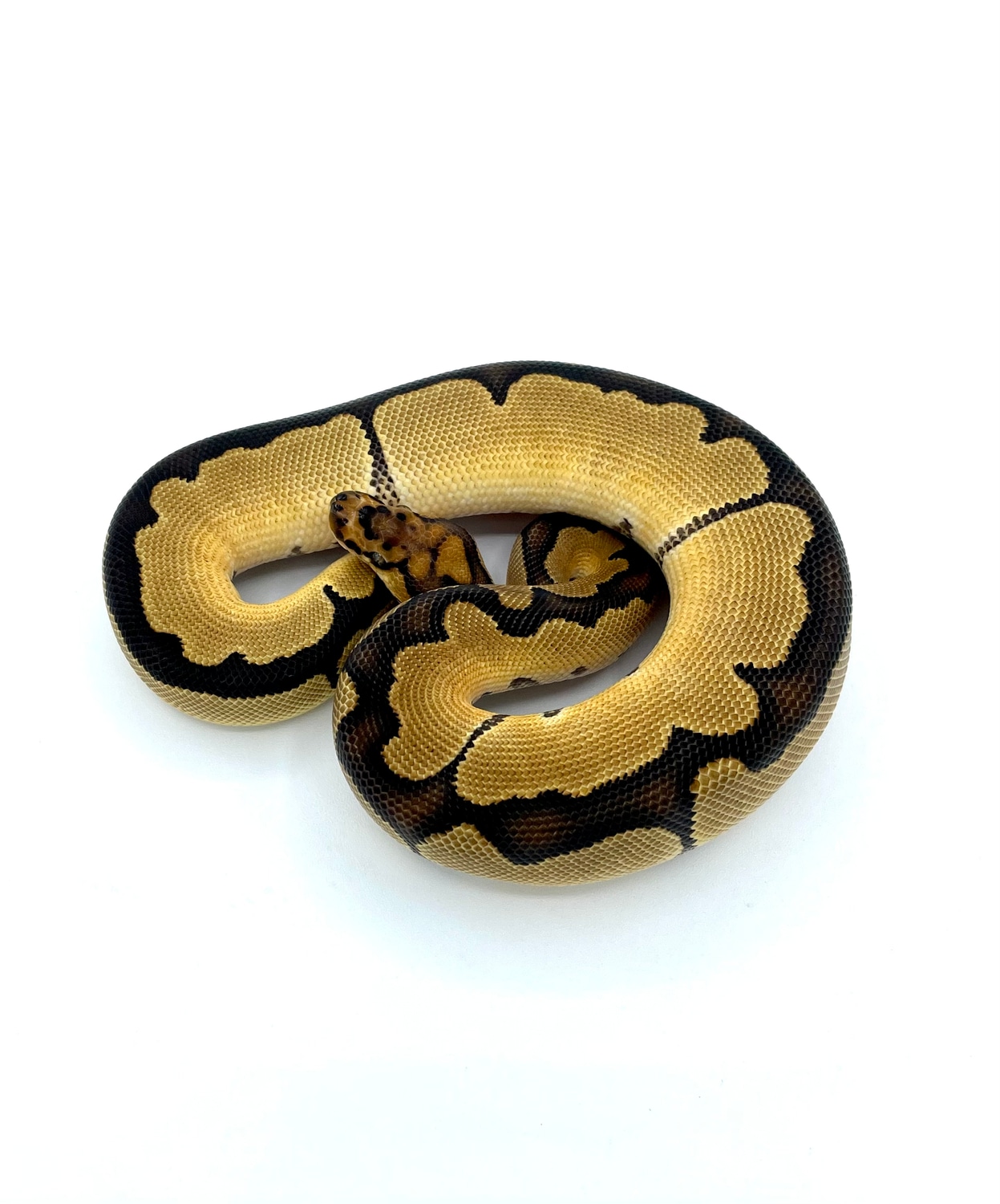 Orange Dream Clown Ball Python by Ball Brilliance - MorphMarket