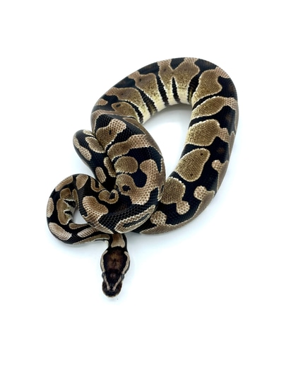 Axanthic Tsk Het Clown Het Hypo Ball Python by Ball Brilliance
