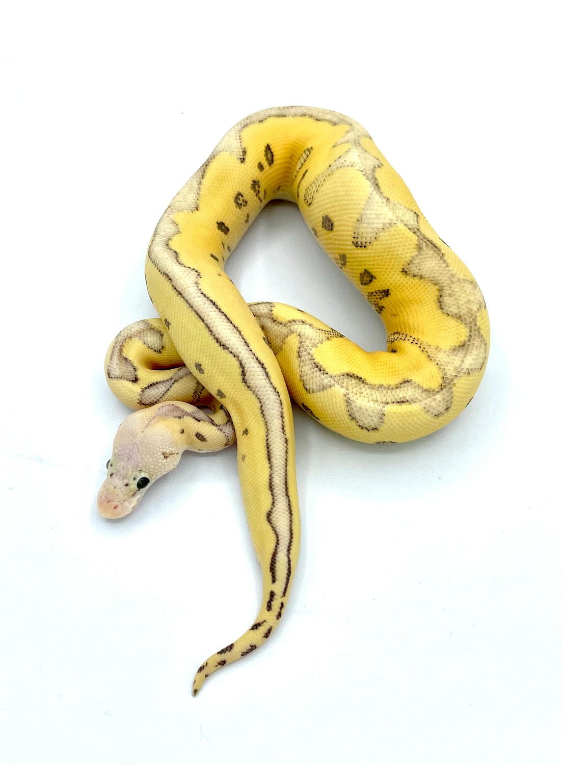 Super Pastel Fire Clown Het Axanthic Tsk Ball Python by Ball Brilliance ...