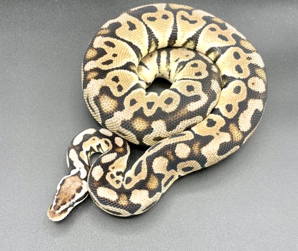 Cypress Spotnose Het Clown Ball Python by Ball Brilliance - MorphMarket