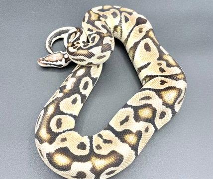 Hypo Axanthic Tsk Ball Python by Ball Brilliance - MorphMarket