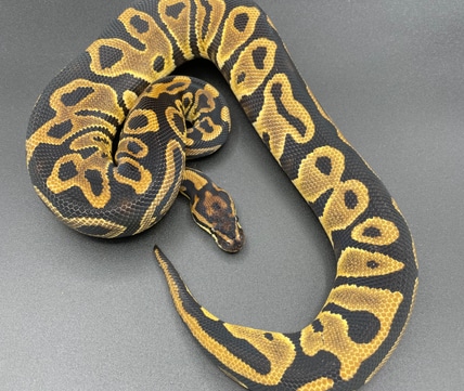 Super Pastel Fire Clown Het Axanthic Tsk Ball Python by Ball Brilliance ...