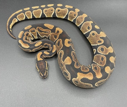 Cypress Spotnose Het Clown Ball Python by Ball Brilliance - MorphMarket
