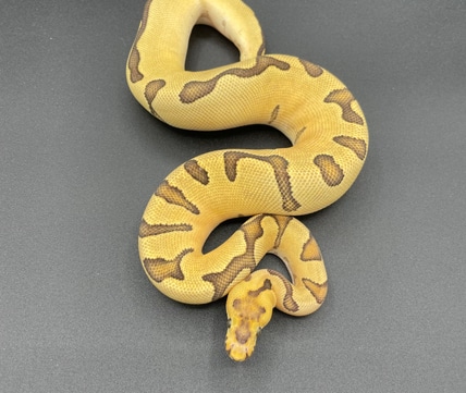 Pastel Leopard Spotnose Axanthic Tsk Clown Ball Python by Ball ...