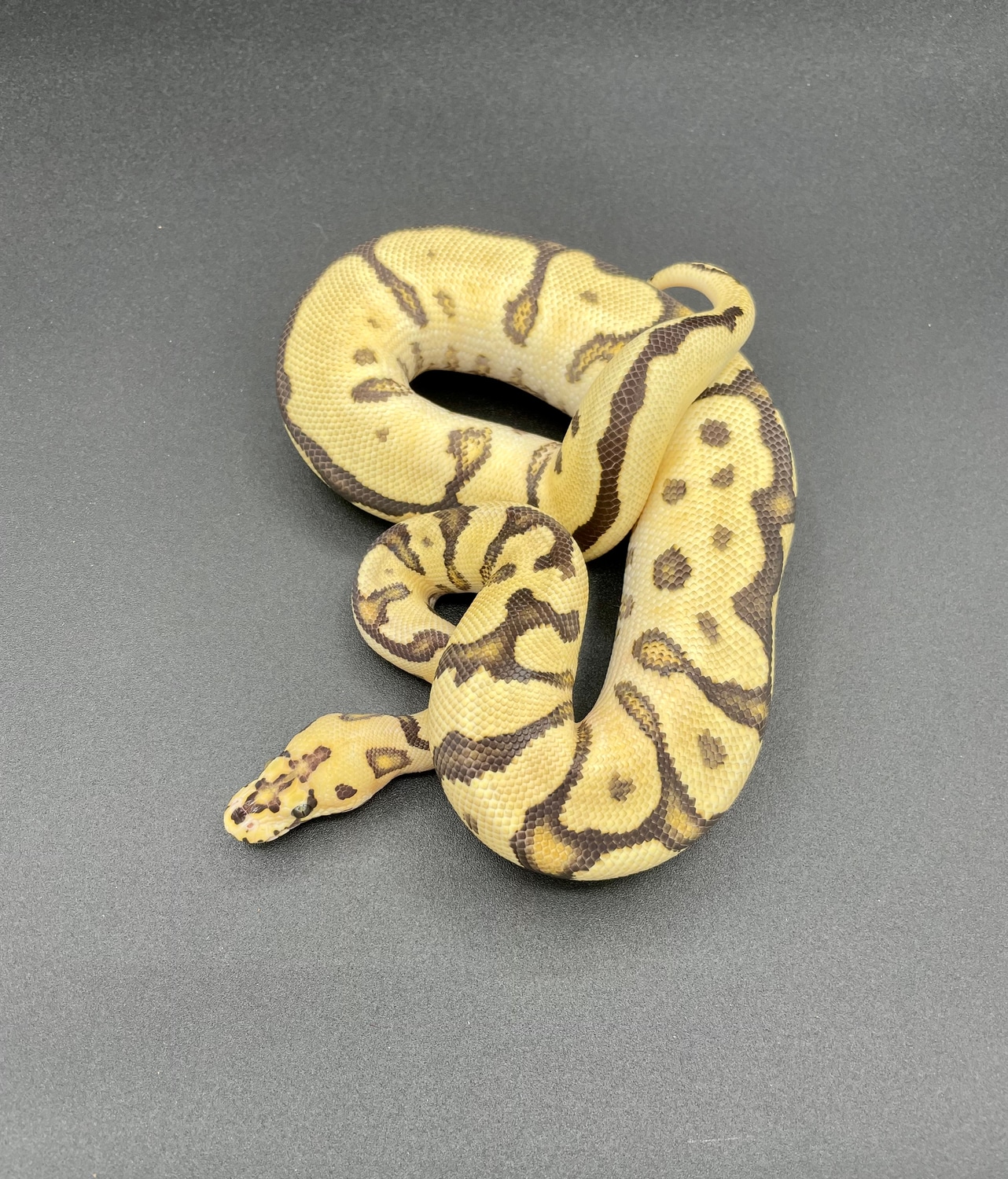 Fire Orange Dream Spotnose Clown Ball Python by Ball Brilliance ...