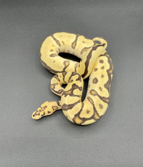 Fire Orange Dream Spotnose Clown Ball Python by Ball Brilliance