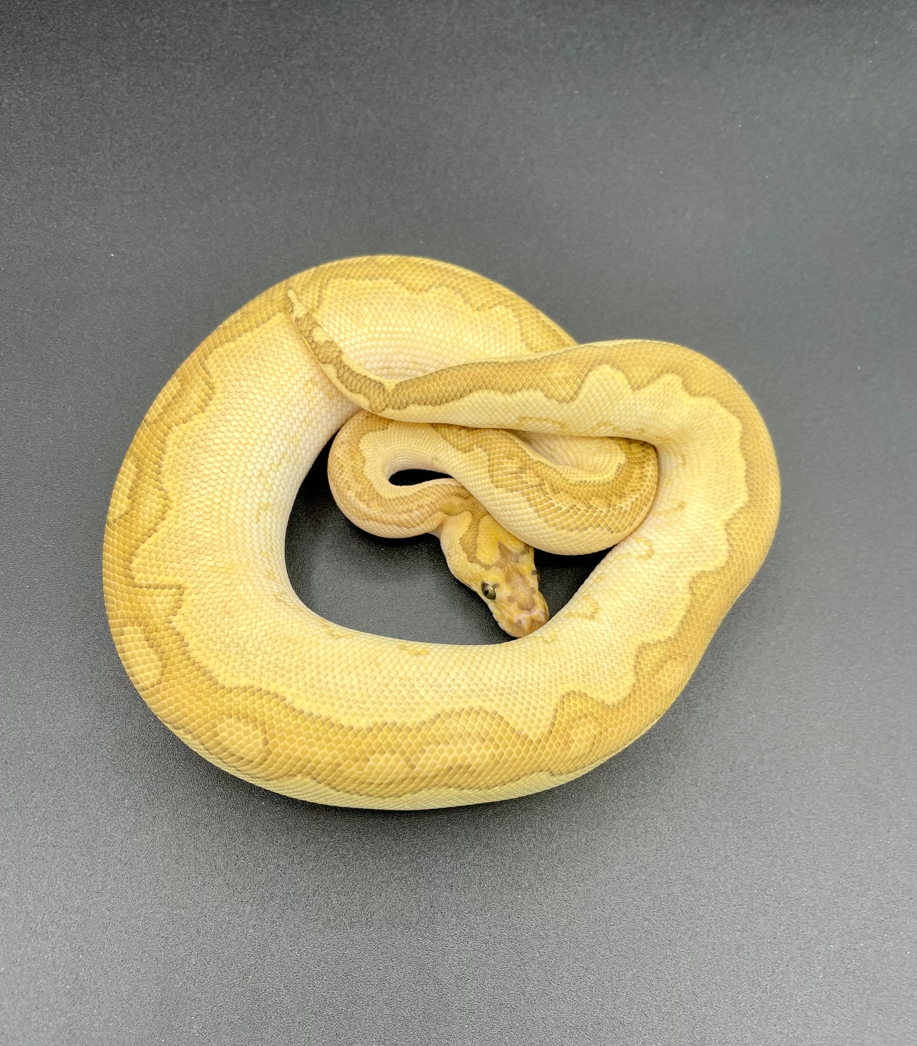 Enchi Lesser Orange Dream Clown Ball Python by Ball Brilliance ...