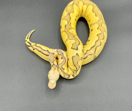 Hypo Axanthic Tsk Ball Python by Ball Brilliance - MorphMarket
