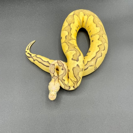 Pastel Leopard Spotnose Axanthic Tsk Clown Ball Python by Ball ...