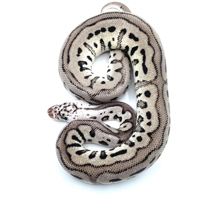 Vanilla Scream Axanthic Tsk Ball Python by Ball Brilliance - MorphMarket