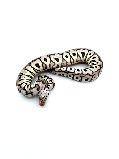 Pastel Spotnose Axanthic Tsk Clown Ball Python by Ball Brilliance