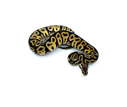 Pastel Leopard Spotnose Axanthic Tsk Clown Ball Python by Ball ...