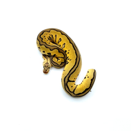 Pastel Leopard Spotnose Axanthic Tsk Clown Ball Python by Ball ...