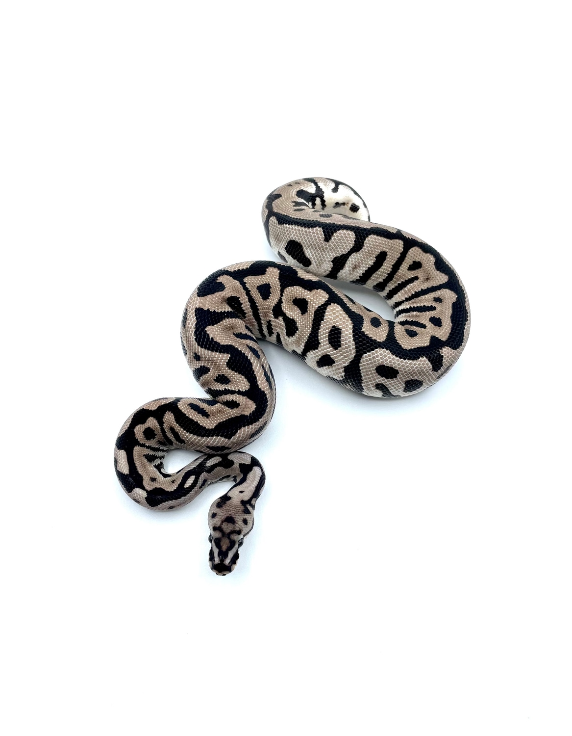 Leopard Spotnose Possibly Vanilla Axanthic Tsk Het Clown Ball Python by ...