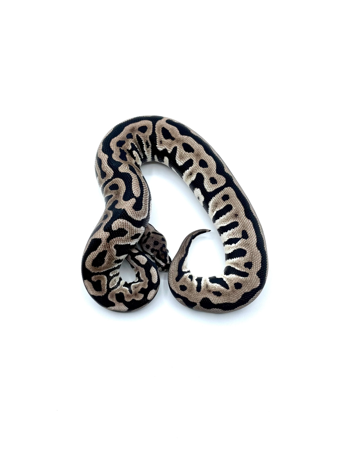 Leopard Spotnose Axanthic Tsk Het Clown Ball Python by Ball Brilliance ...