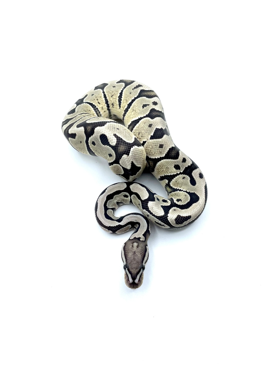 Hypo Axanthic Tsk Ball Python by Ball Brilliance - MorphMarket