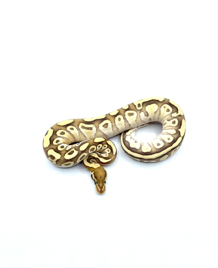 Butter Fire Het Clown Ball Python by Ball Brilliance