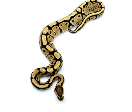 Hypo Axanthic Tsk Ball Python by Ball Brilliance - MorphMarket