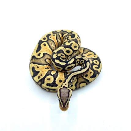 Pastel Leopard Spotnose Axanthic Tsk Clown Ball Python by Ball ...