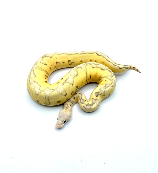 Super Pastel Fire Clown Het Axanthic Tsk Ball Python by Ball Brilliance