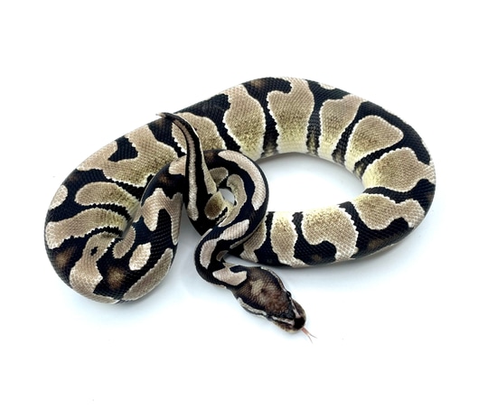 Vanilla Axanthic Tsk Het Hypo Ball Python by Ball Brilliance