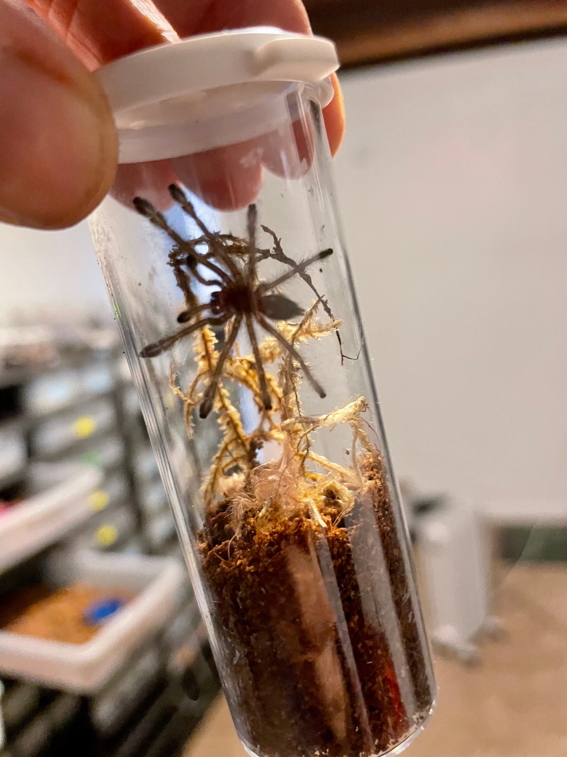 Poecilotheria Subfusca Highland Tarantula by Ball Brilliance - MorphMarket