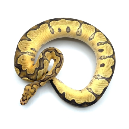 Hypo Axanthic Tsk Ball Python by Ball Brilliance - MorphMarket