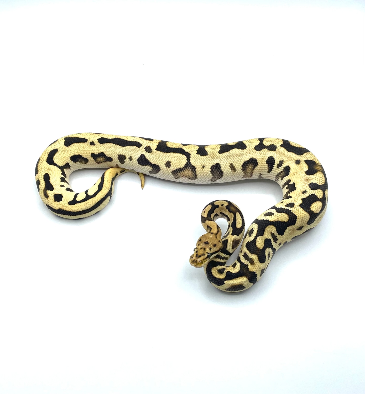 Fire Orange Dream Cypress Leopard Spotnose Het Clown Ball Python by ...