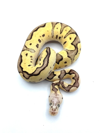 Firefly Orange Dream Clown Ball Python by Ball Brilliance
