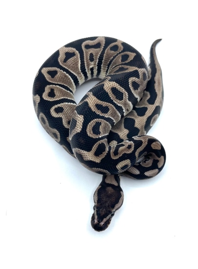 Leopard Axanthic Tsk Het Hypo Het Clown Ball Python by Ball Brilliance